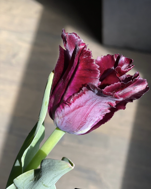 Tulip: Black Parrot – Third Season by The Roof Crop