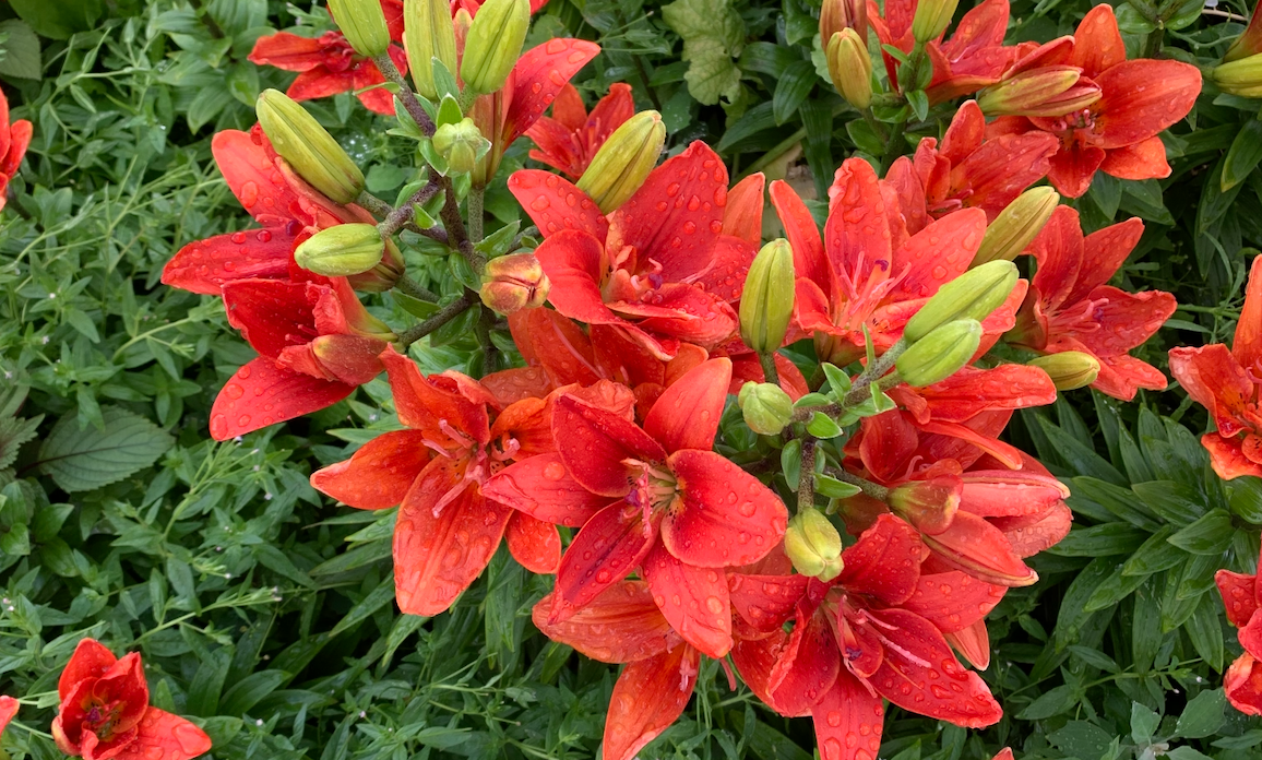 Lily: Caddy – Third Season by The Roof Crop