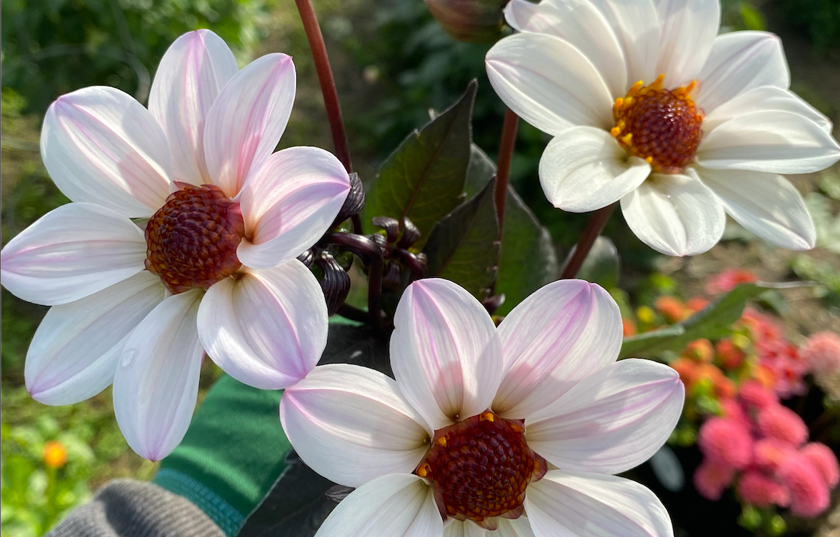 Dahlia: HS Princess – Third Season by The Roof Crop
