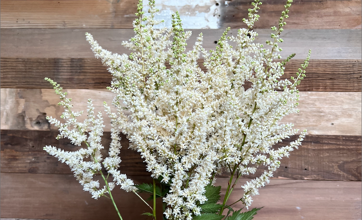 Astilbe: Visions in White – Third Season by The Roof Crop