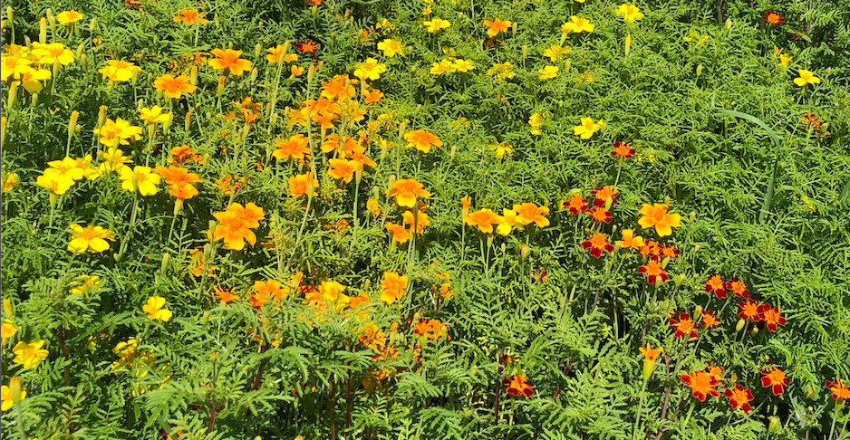 Marigold, Gem: Starfire Mix – Third Season by The Roof Crop