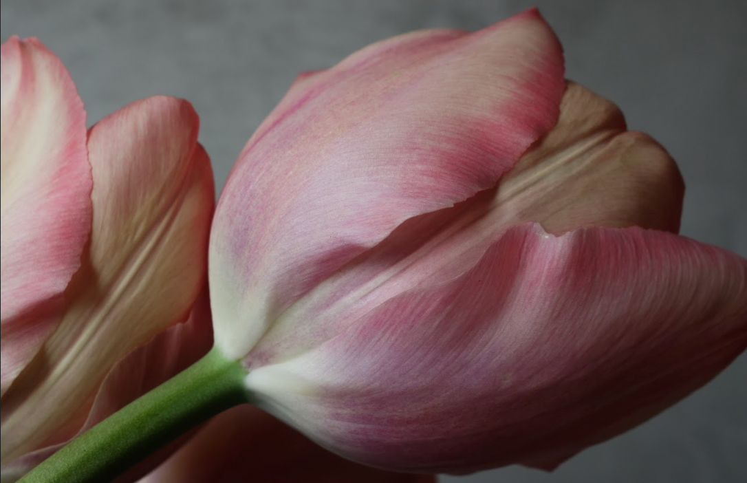 Tulip: Salmon Impression – Third Season by The Roof Crop