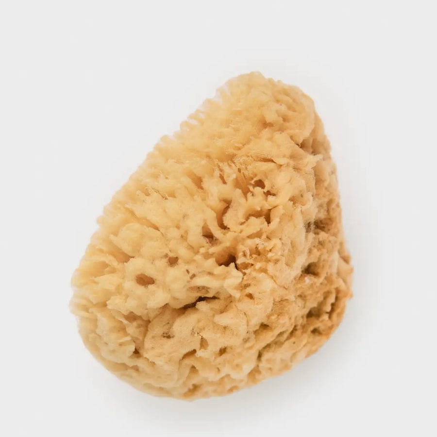Dead Sea Sponge – Third Season by The Roof Crop